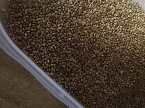 Made A Seed Cleaner Separator R Microgrowery