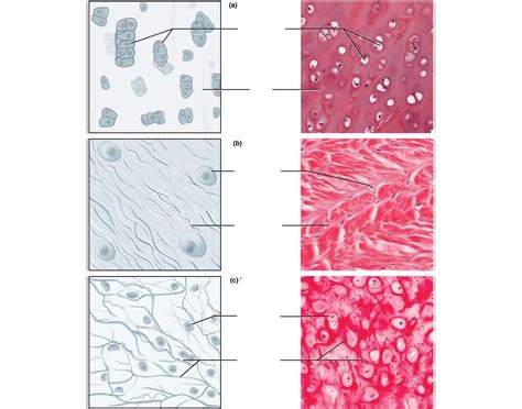 Supportive Connective Tissues Quiz