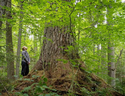Largest Known Eastern White Pine Found In The Southern Adirondacks