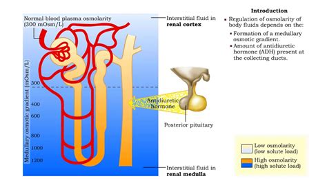 Medullary Osmotic Gradient Influencing Factors Youtube