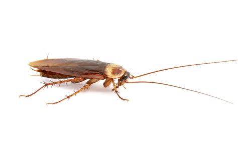 Why Cockroaches In Arizona Are Such A Problem Budget Brothers Termite