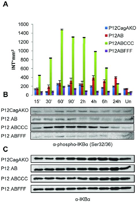 Nf Kb Activation In Ags Cells Following H Pylori Infection Ikba Download Scientific Diagram