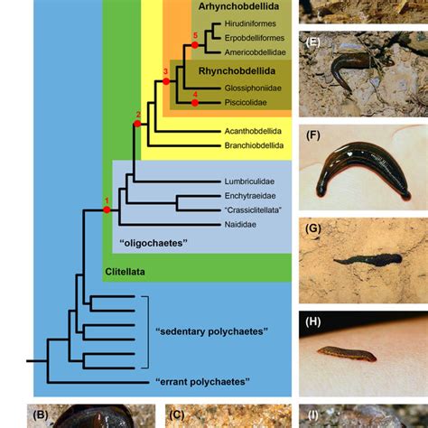 Features Of The Leech Body Plan A Dorsal View Of The Medicinal