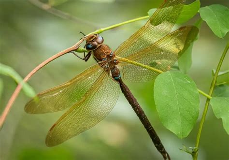 10 Dragonfly Colors And Their Meanings