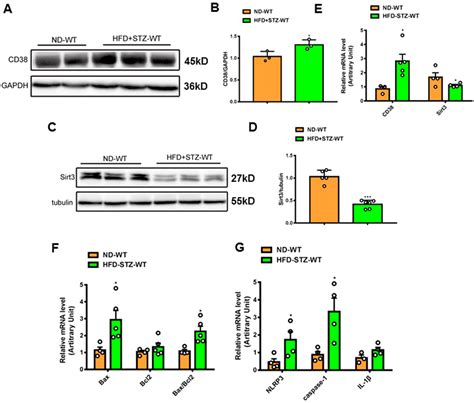 Cd38 Deficiency Alleviates Diabetic Cardiomyopathy By Coordinately