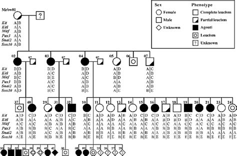 Pedigree Chart Showing Individual Phenotypes Of Coat Colors And Download Scientific Diagram