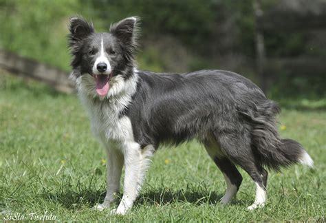 Blue Long Haired Border Collie At James Aviles Blog