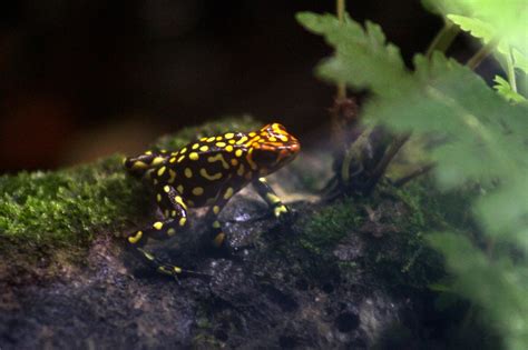 Race Toad Poison Free Photo On Pixabay