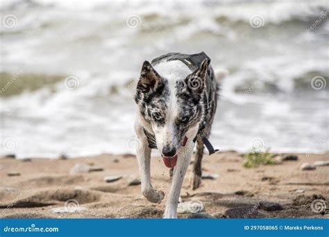 A Beautiful Blue Merle Border Collie Having Fun On A Beach Stock Image