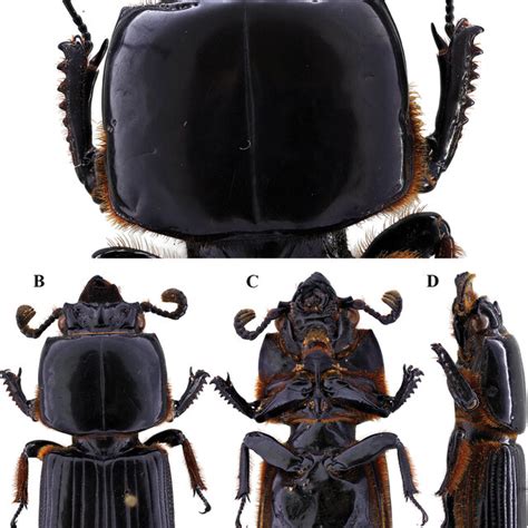Passalus Passalus Interruptus Linneo 1758 A Head And Pronotum In