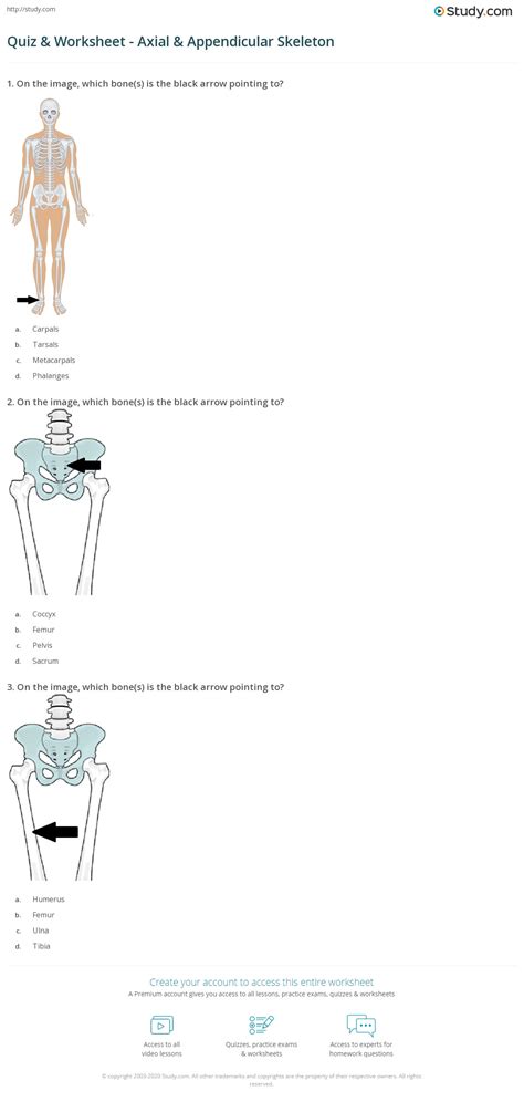 free appendicular skeleton worksheet download free appendicular