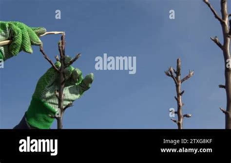 Tree Wound Stock Videos And Footage Hd And 4k Video Clips Alamy