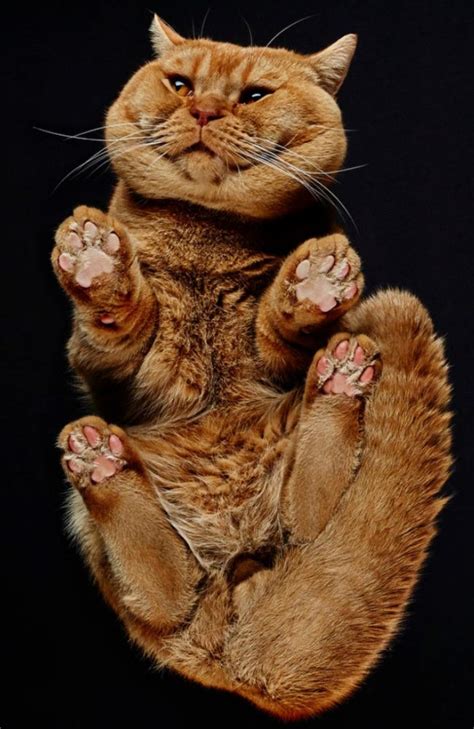 Cats Photographs Special Felines As Youve Never Seen Them