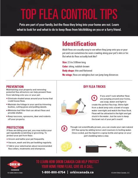Top Flea Control Tips Orkin Canada