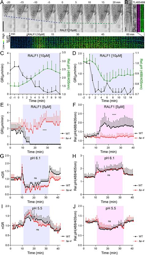 Ralf1 Fer Signaling Mediates Rapid Apoplast Alkalinization Correlating