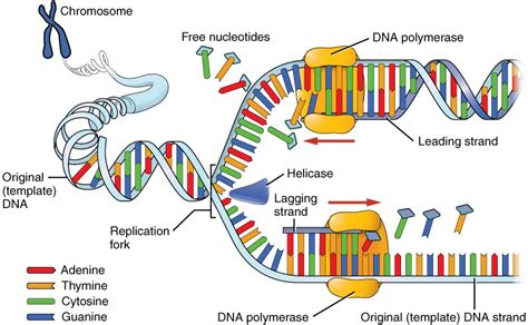 Dna Structure And Replication Diagram Labeled Dna Replicatio