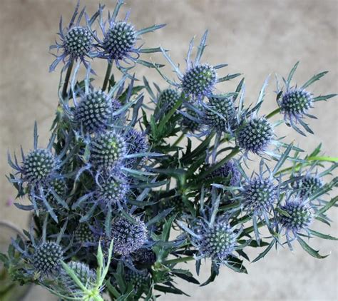 Thistle Thistle Flower Wedding Flowers Blue Wedding Flowers