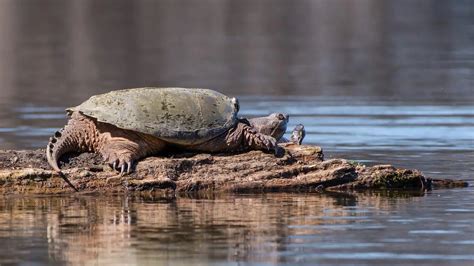 Common Snapping Turtle Habitat Checklist Shopping List