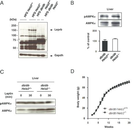 hepatic leprb is essential to activate ampk in helz2 ko mice on hfd a