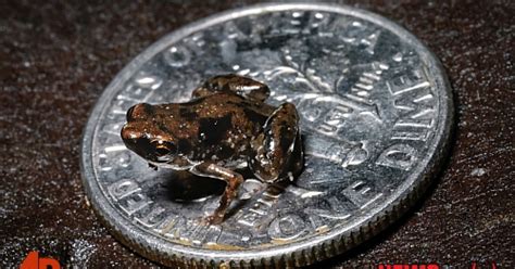 길이 7 7mm 세계에서 가장 작은 개구리 화제