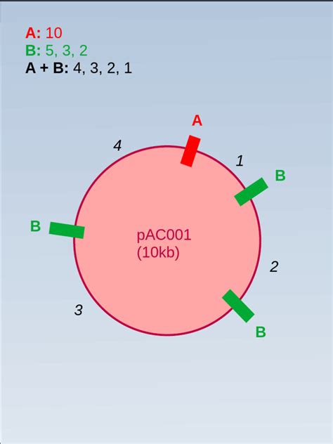 Restriction Mapping Pdf