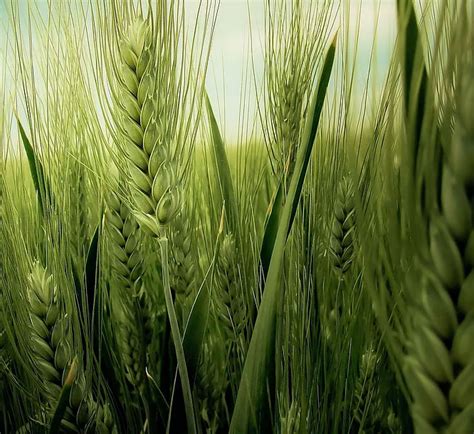 Cultured Dextrose Cultured Sugar Mezzoni Foods