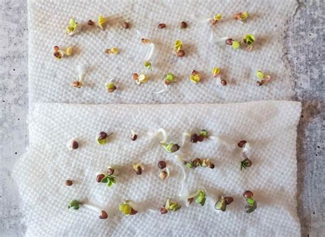 How To Test Seed Germination Easy Paper Towel Method ~ Homestead And Chill