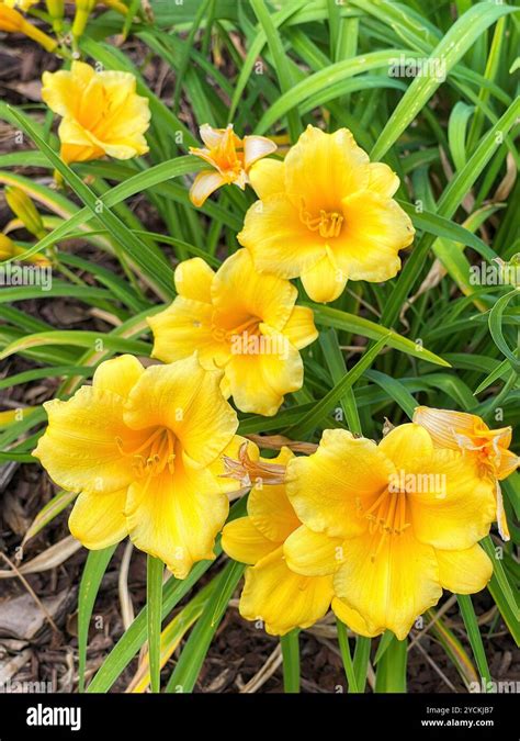 Beautiful Cluster Of Yellow Colored Daylilies Growing In A Backyard