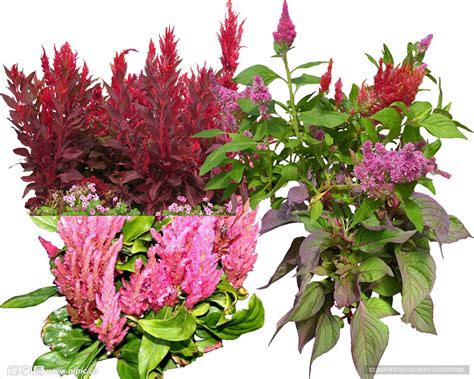 鸡冠花 植物素材设计图 建筑园林 自然景观 设计图库 昵图网