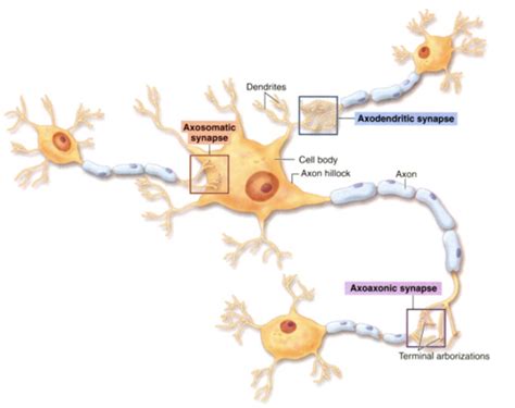Lecture 3 Synaptic Transmission Flashcards Quizlet
