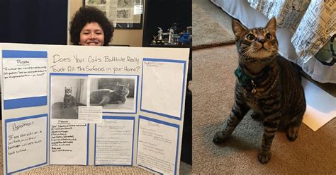 Does Your Cat S Butt Touch All The Surfaces In Your House