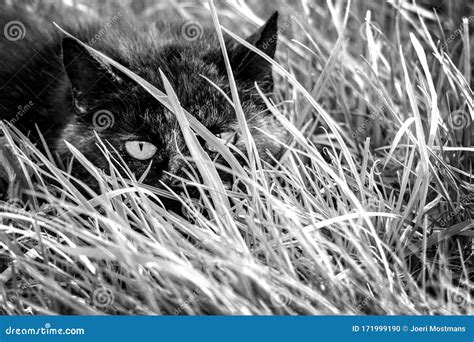 A Portrait Of A Cat Hiding Form Humans In Tall Grass In A Meadow Stock