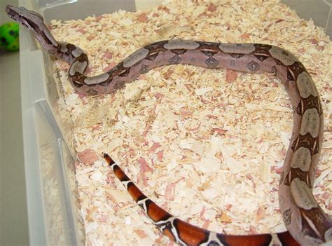 Boa Constrictor Care Chicago Exotics Animal Hospital