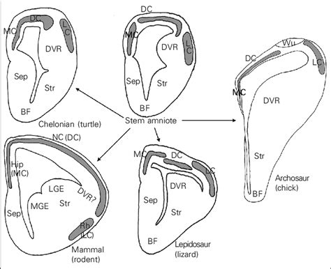 Overview Of Cortical Organization In The Different Amniotes With