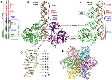 Retracted The Structure Of Sv40 Large T Hexameric Helicase In Complex