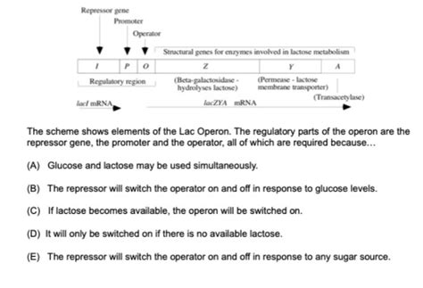 Solved Repressor Gene Promoter Operator Structural Genes For