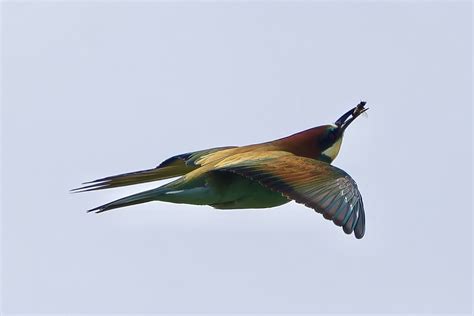 Im Flug Erwischt Foto And Bild Tiere Wildlife Wild Lebende Vögel