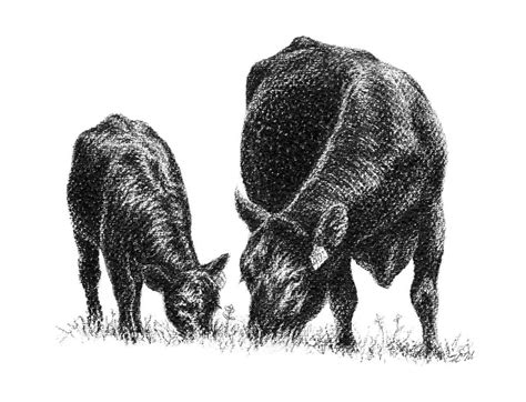 Angus Clipart Clipground