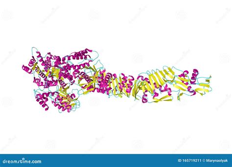Clostridium Difficile Toxin
