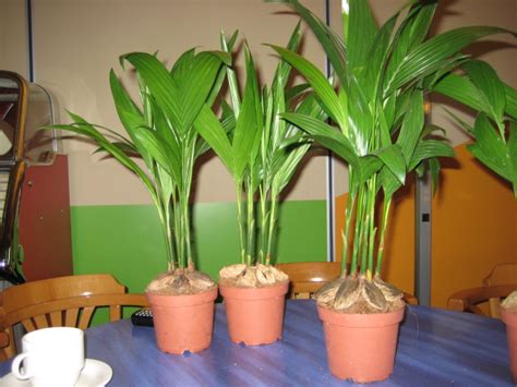 Areca Chrysalidocarpus Catachu Ornamentex Bv