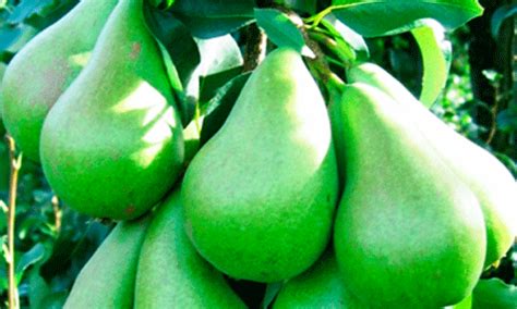 Саженцы груши Конкорд - Питомник СултанСад