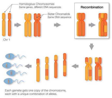 Pin On Genetics