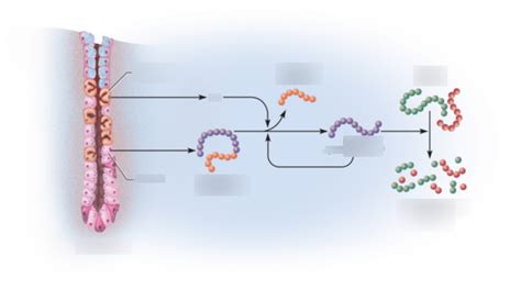 Production And Action Of Pepsin Diagram Quizlet