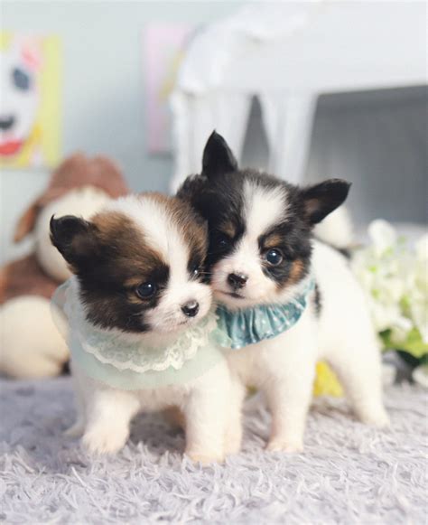 아담스펫 말티푸분양폼스키분양시츄분양기타견종