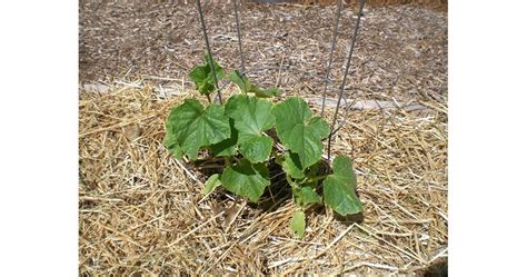 Как да се отглеждат краставици върху слама Подготовка на балите Български Фермер
