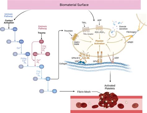 Diagram Illustrating Interplay Between Platelet Activation And