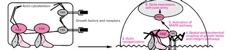Cell Shape Dependent Coupling Of The Ecm Integrin And Download Scientific Diagram