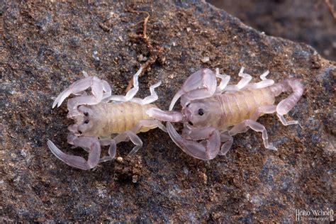 아기 검은 전갈