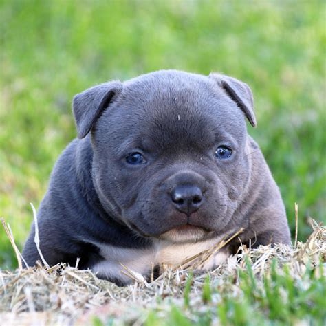 Blue American Bully Puppies Australia Gnetix Bullies Australia