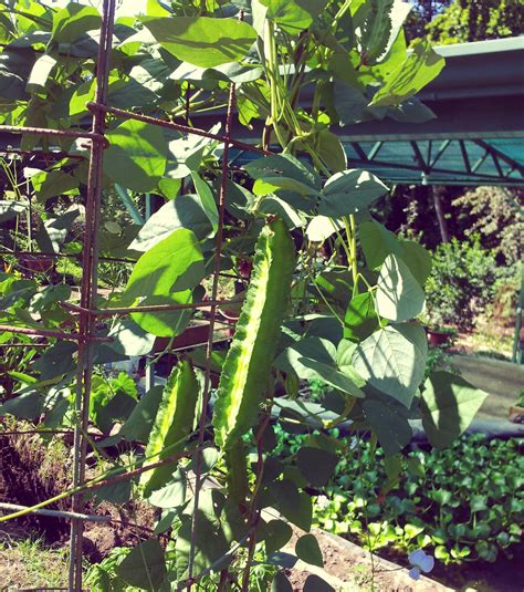 How To Grow Winged Beans In A Pot [beginners Guide] Ispru